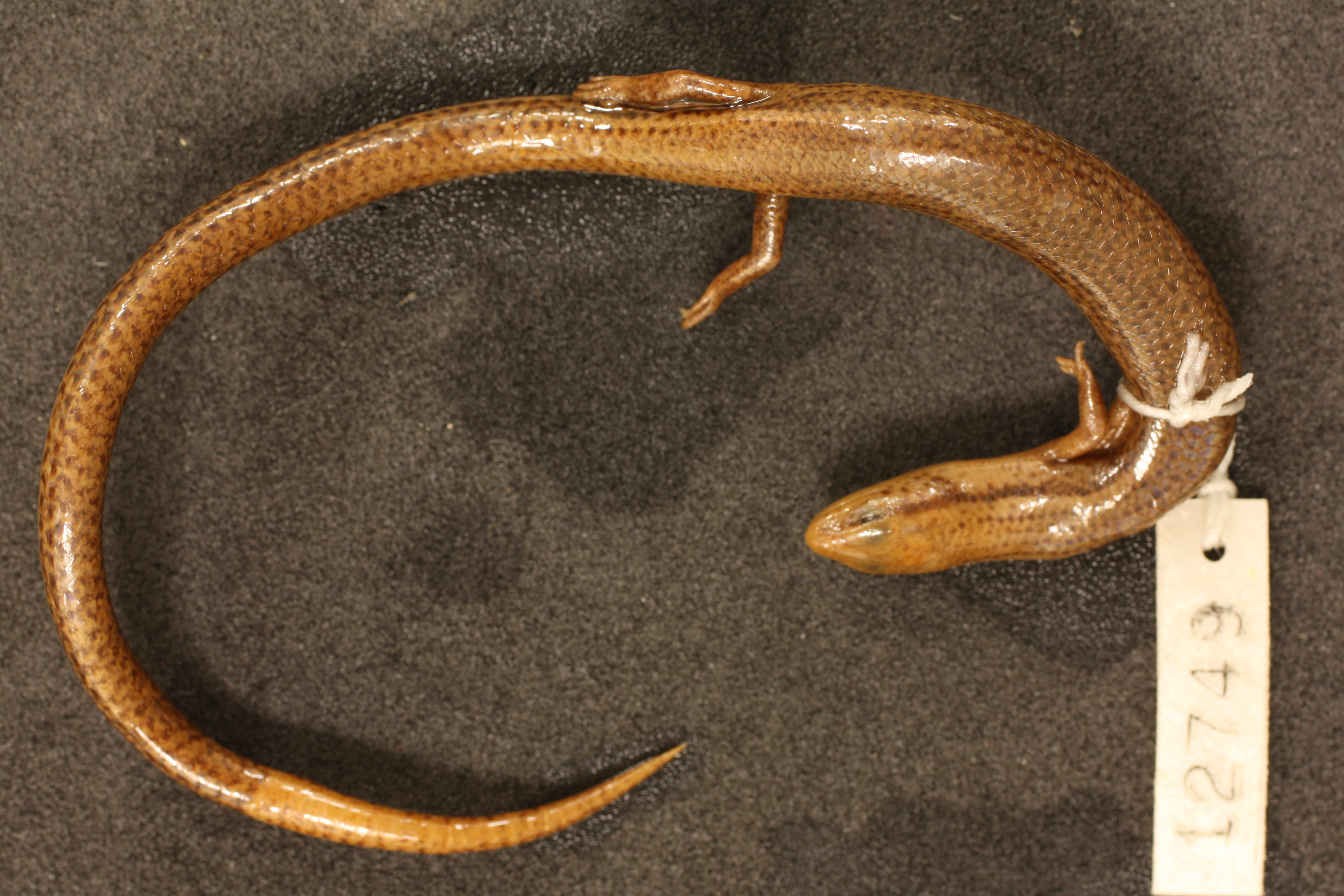 FMNH 12749 | Zoological Collections