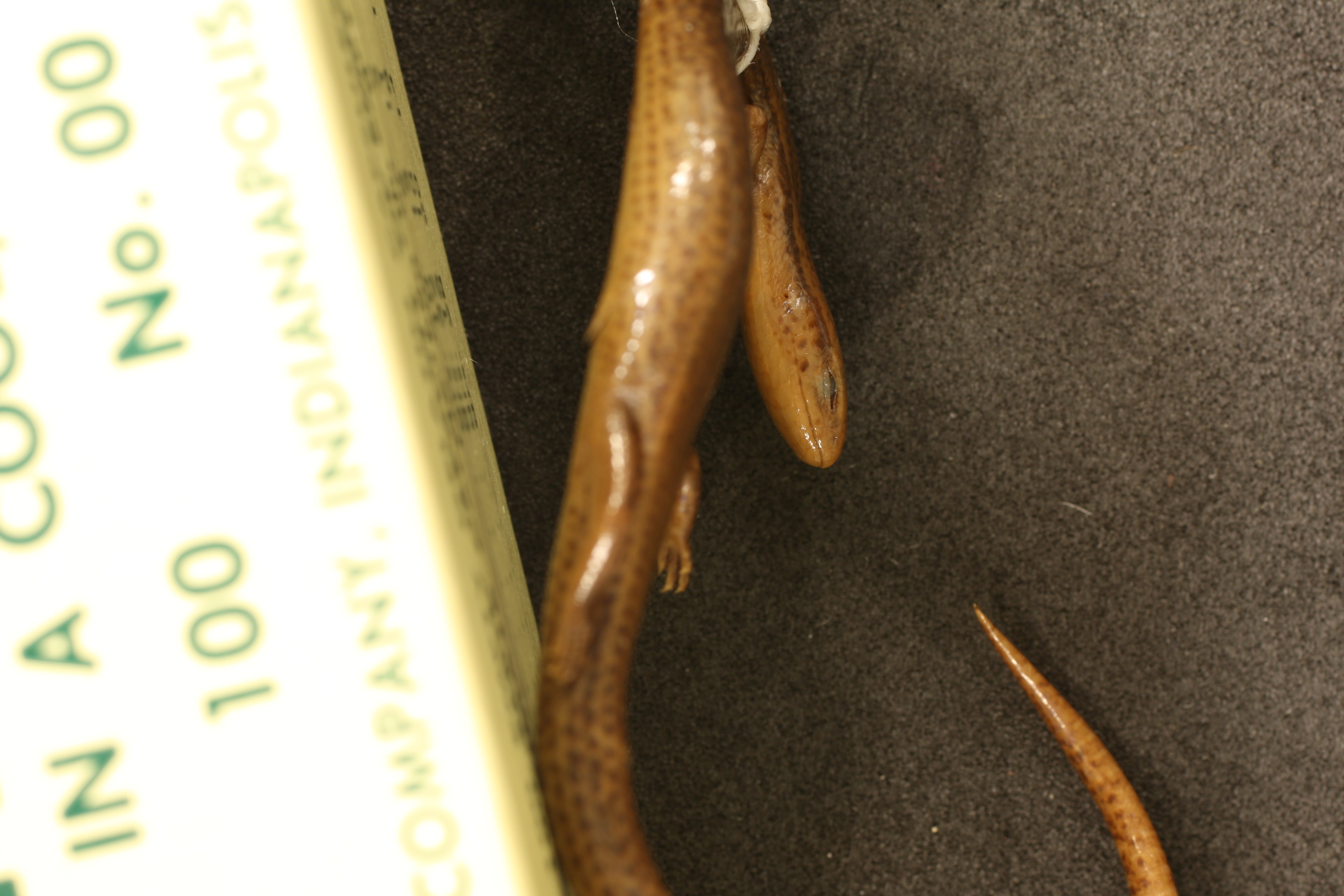 FMNH 12749 | Zoological Collections