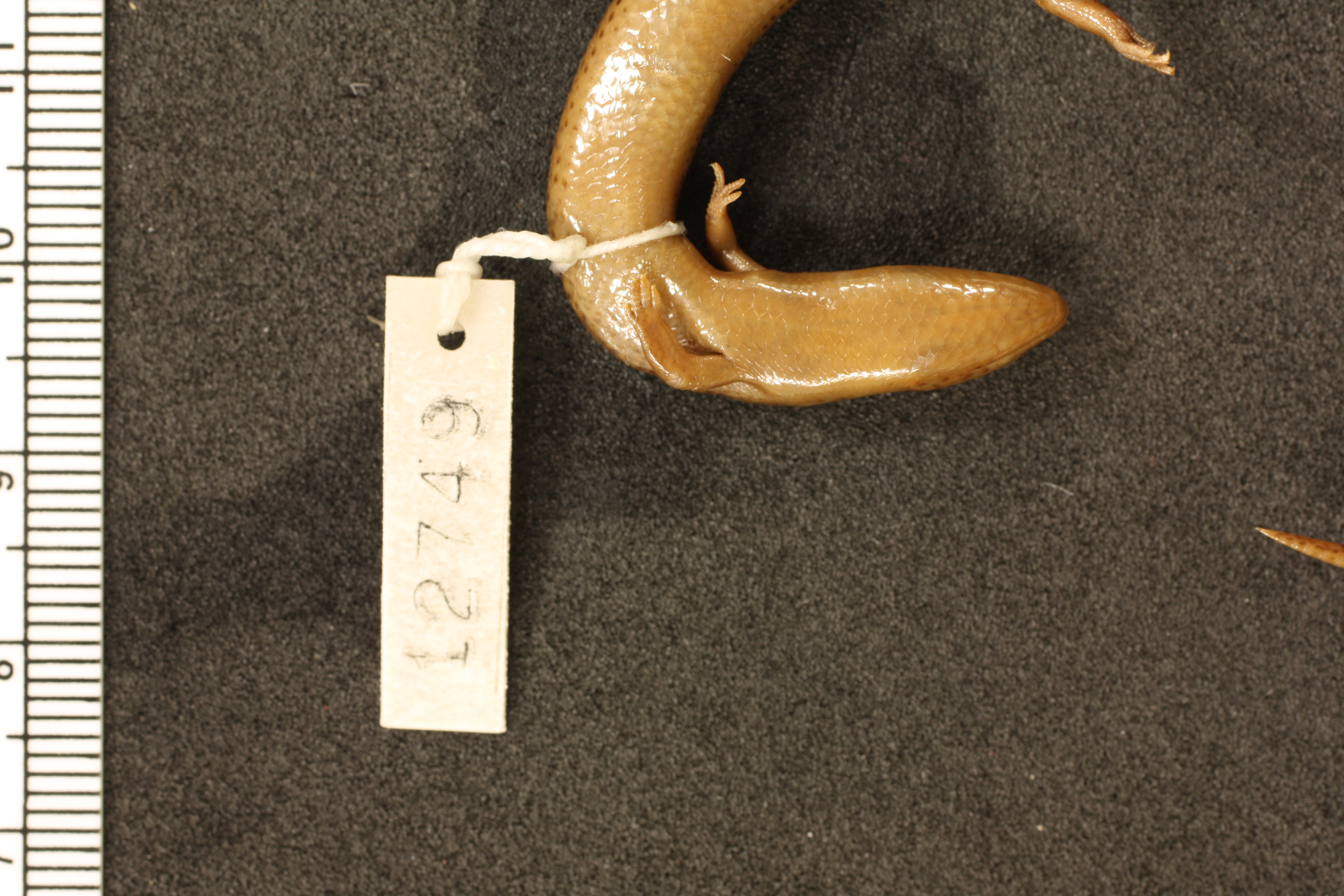 FMNH 12749 | Zoological Collections