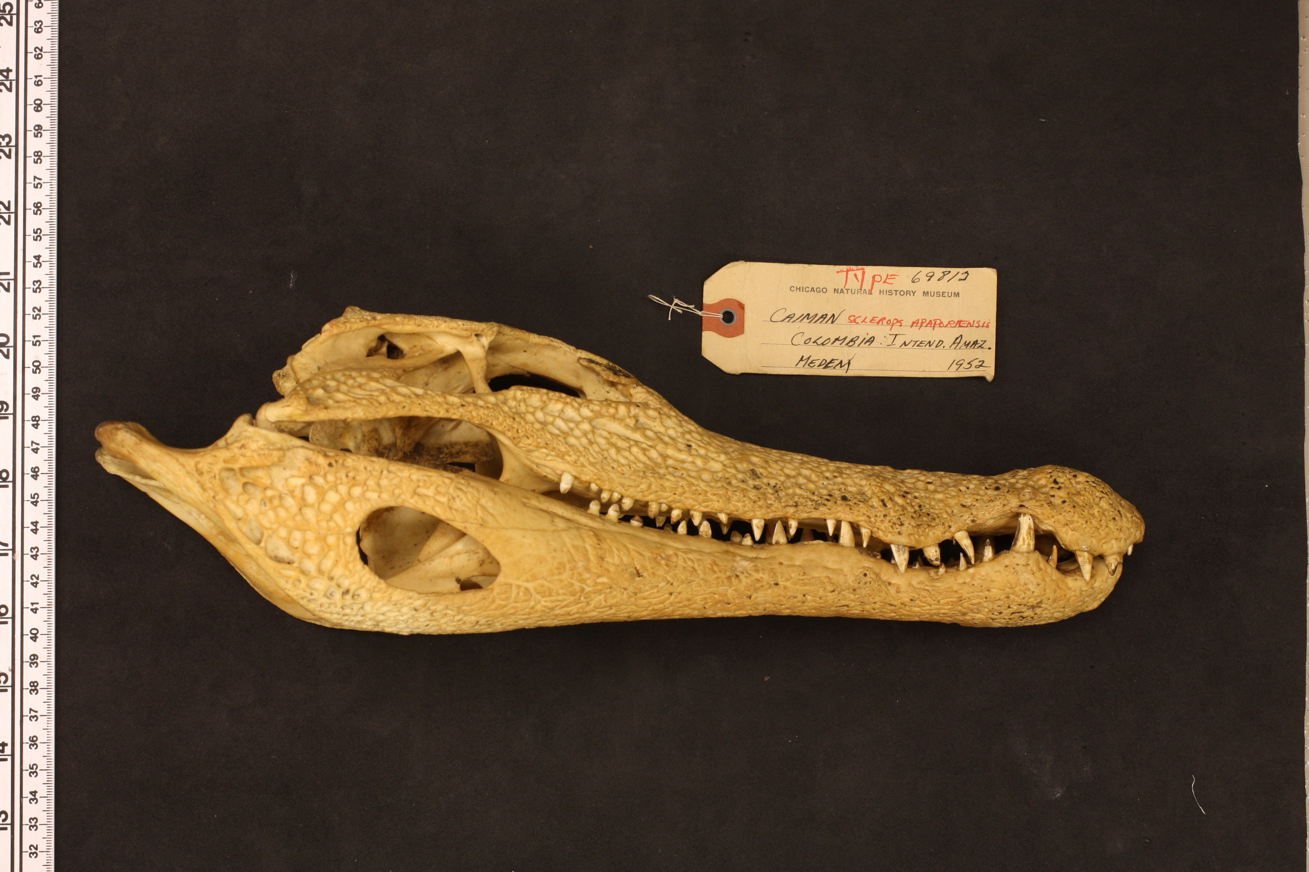 FMNH 69812 | Zoological Collections