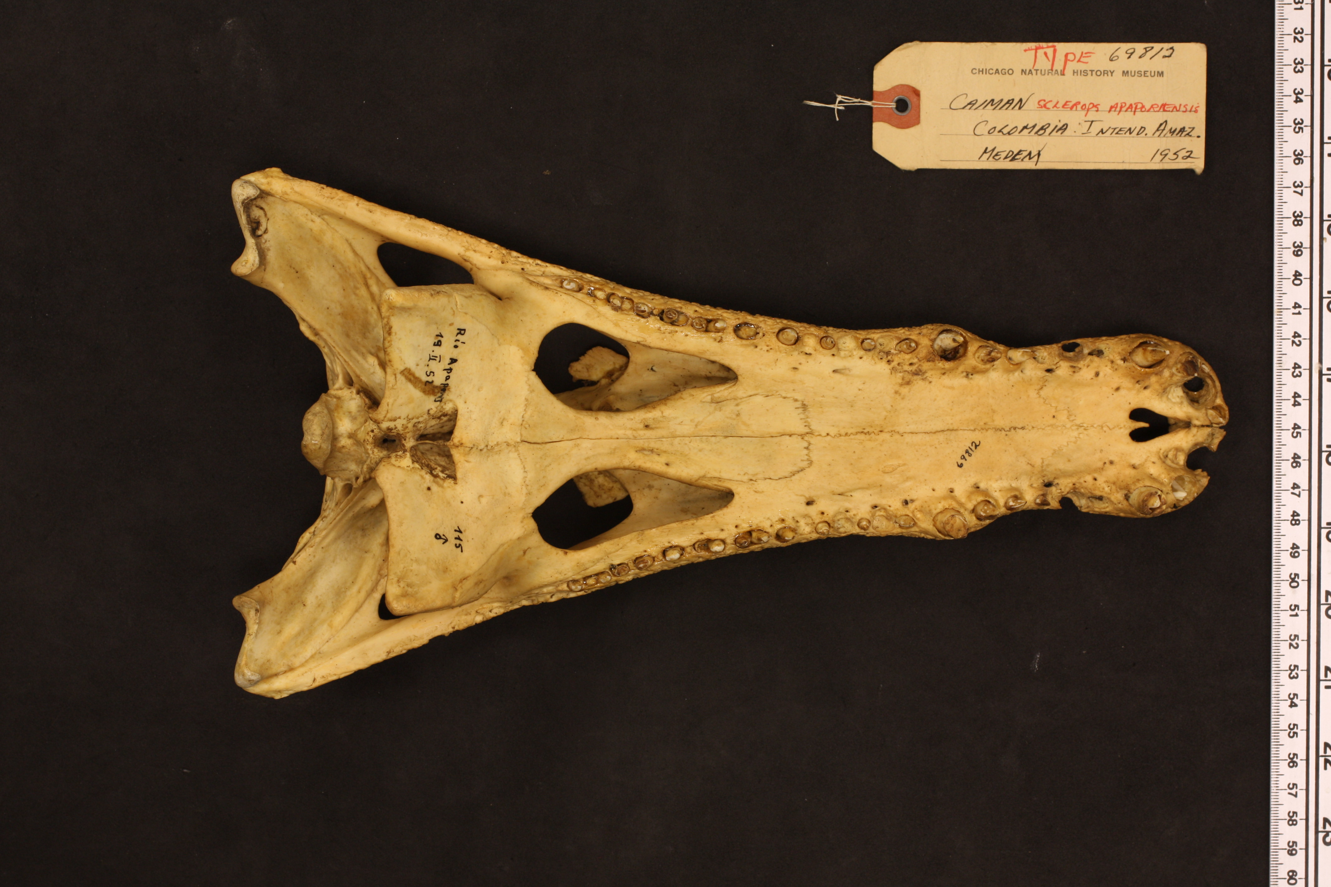 FMNH 69812 | Zoological Collections