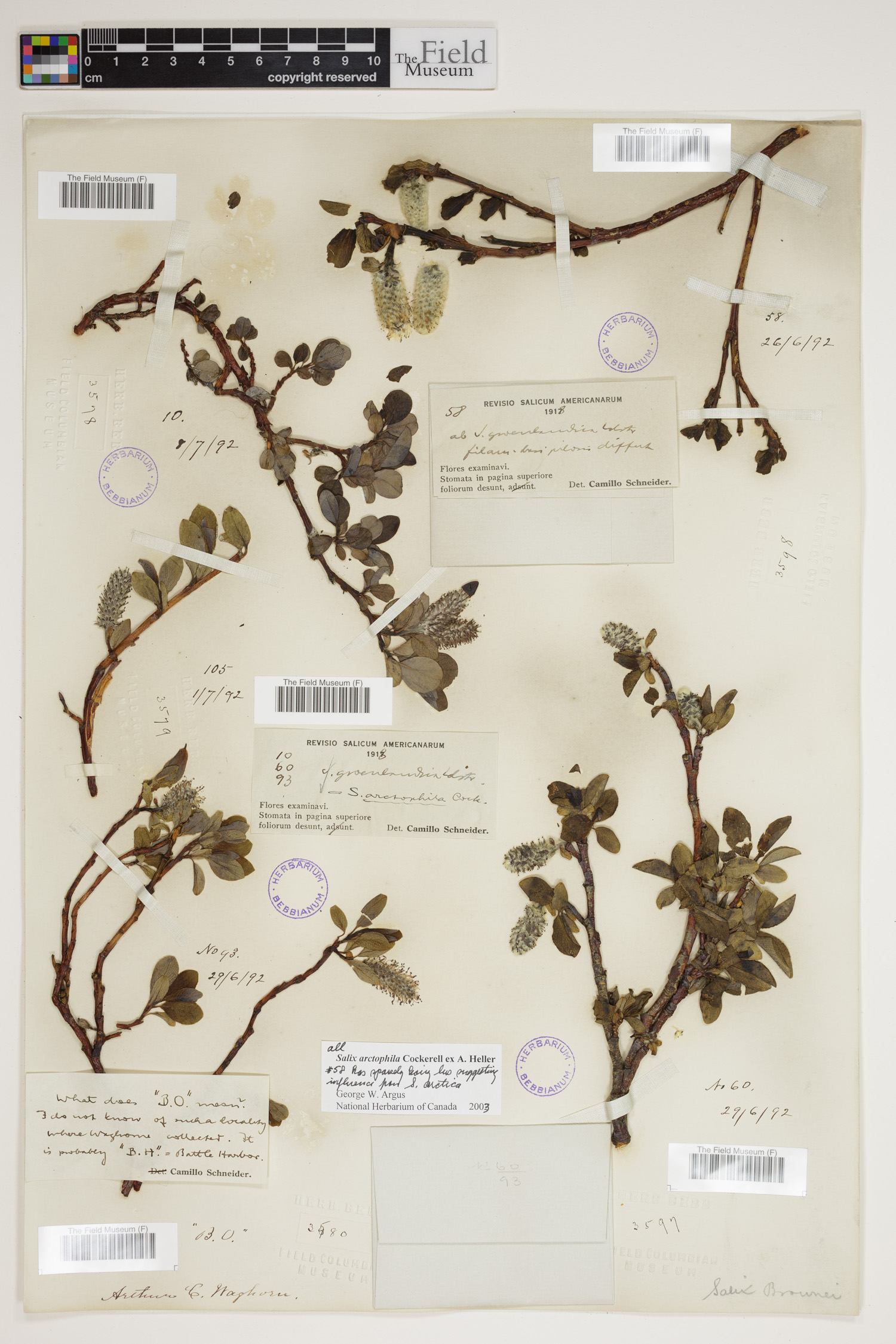 SEINet Portal Network - Salix arctophila