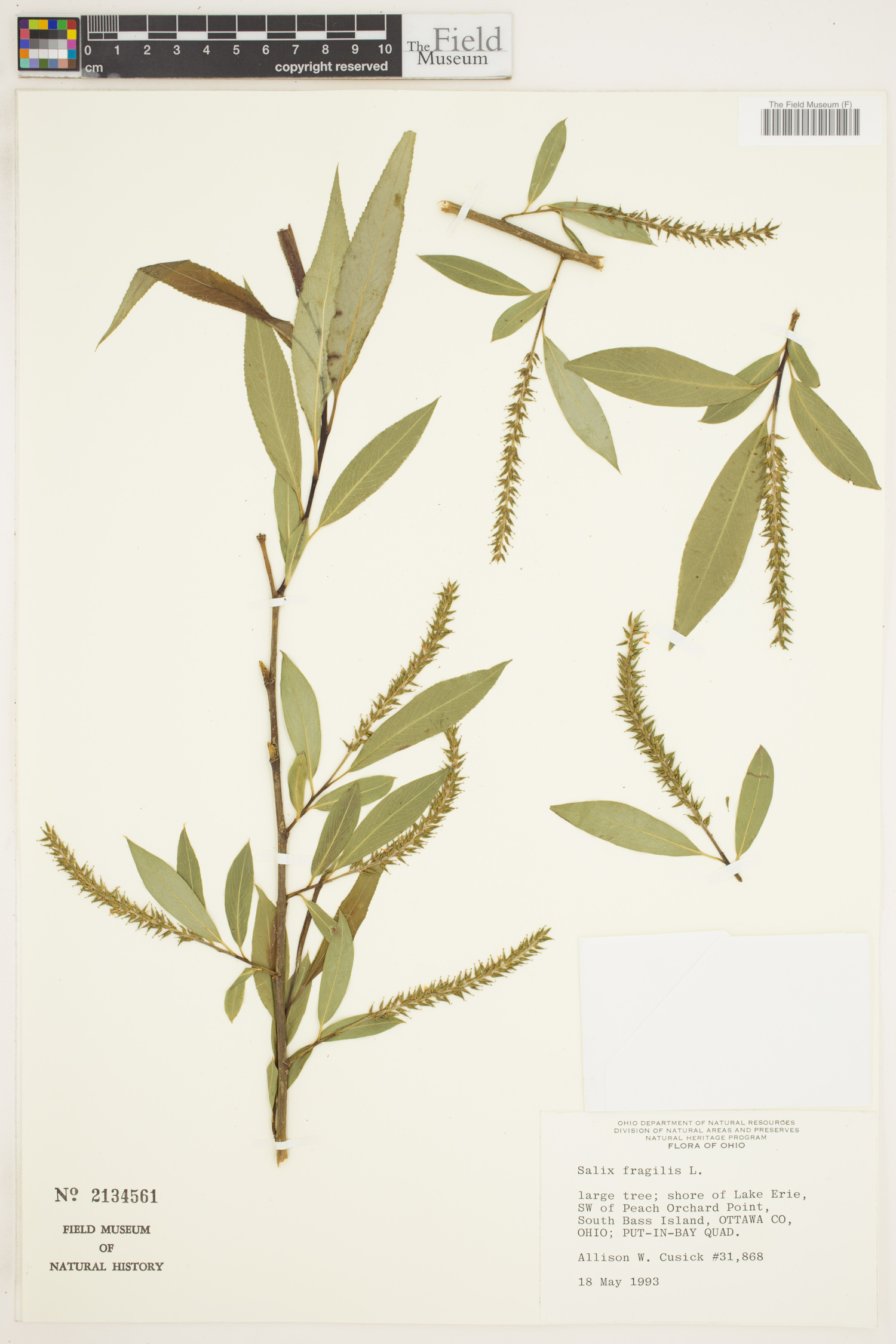 A. W. Cusick | Botanical Collections