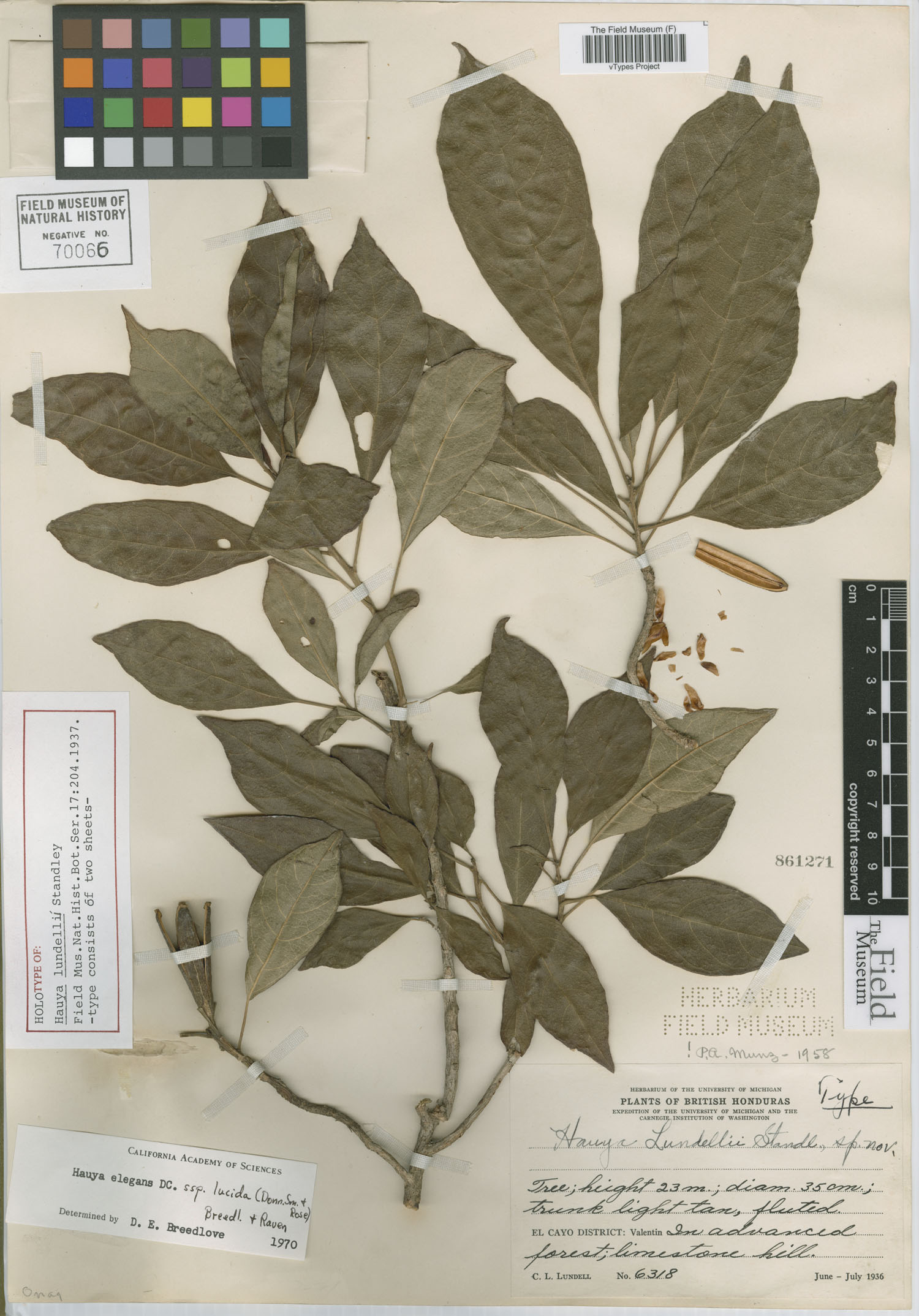 Hauya elegans | Rapid Reference | The Field Museum