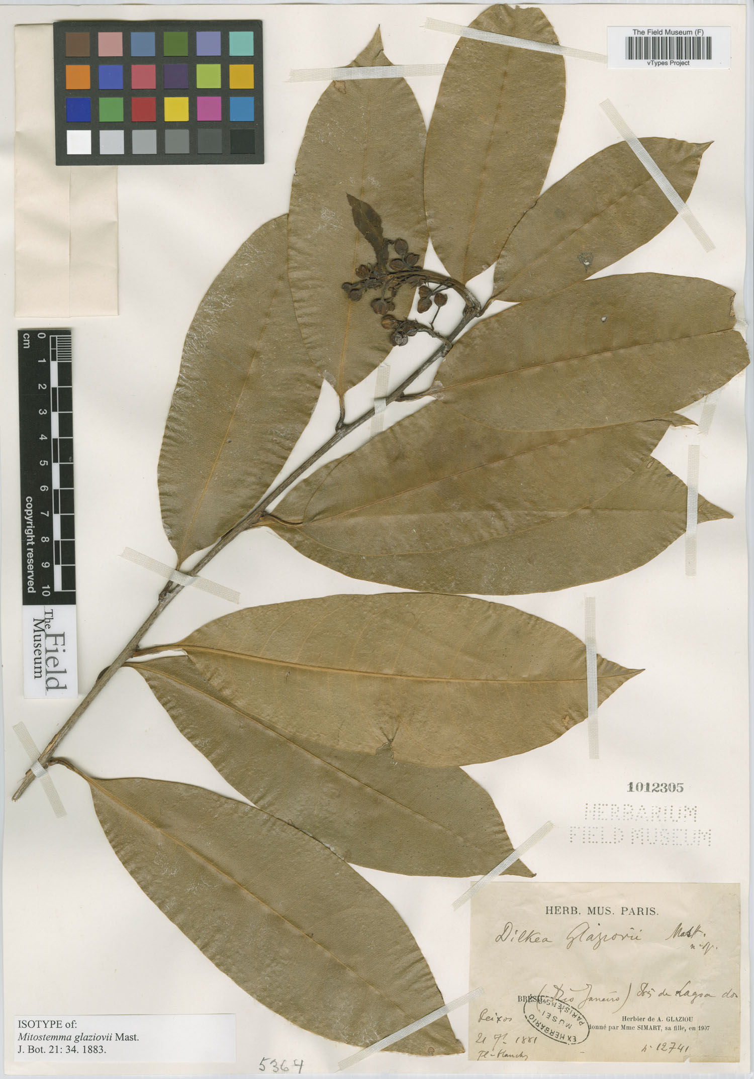 Mitostemma glaziovii | Rapid Reference | The Field Museum