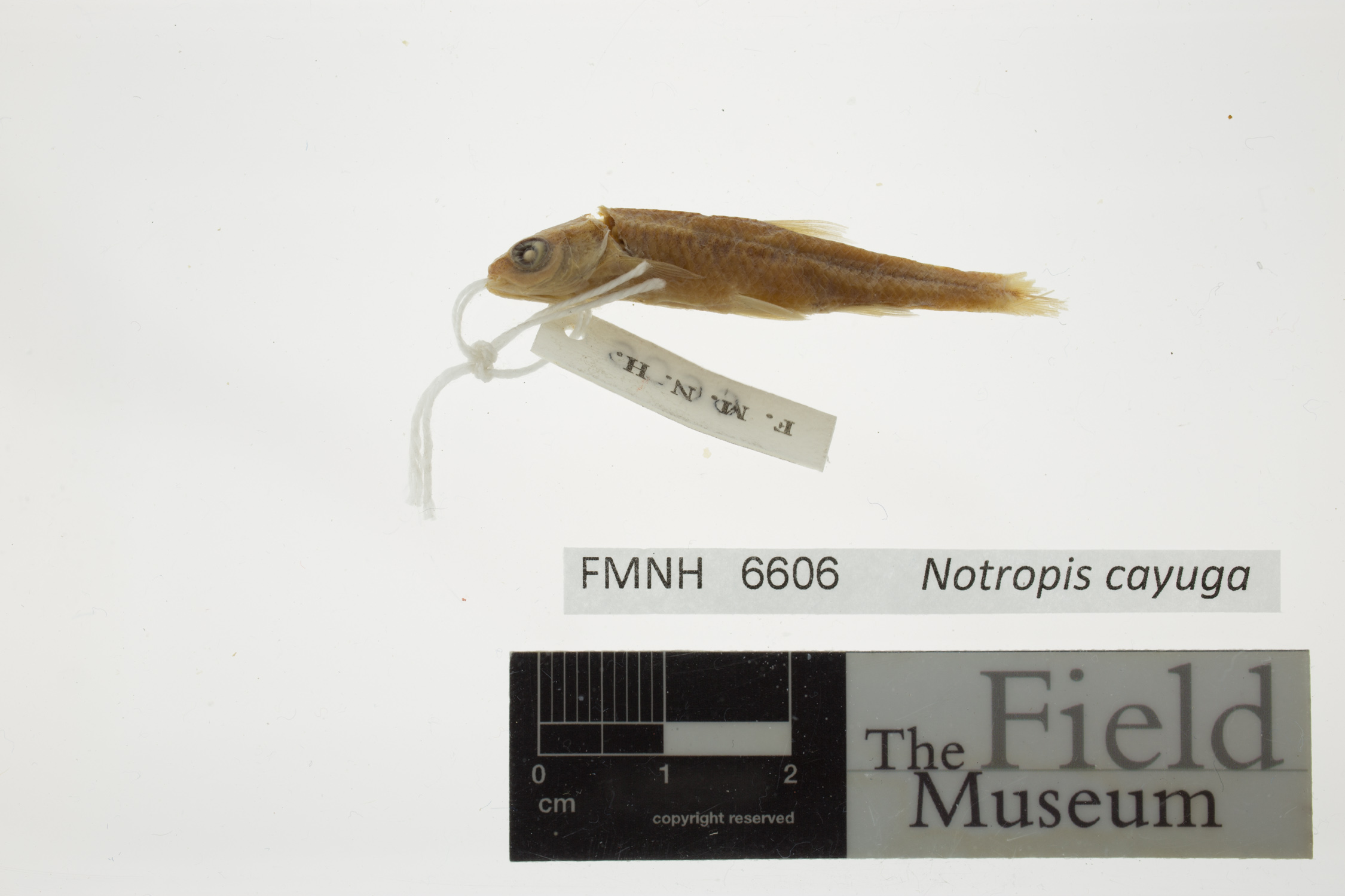 FMNH 6606 | Zoological Collections