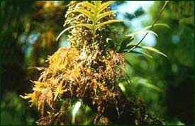 Philippine Mosses Philippines | The Field Museum