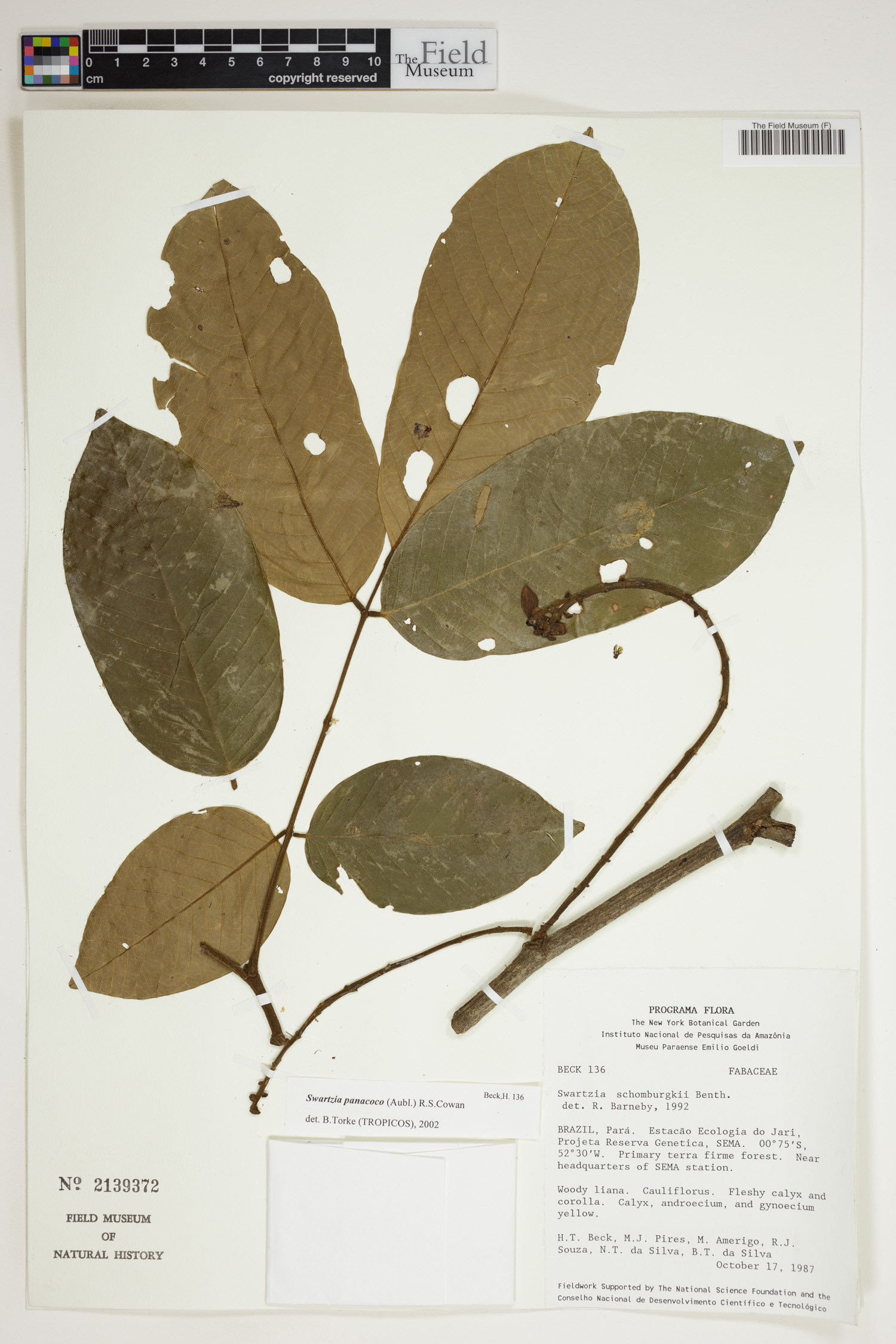 Swartzia panacoco (Aubl.) R.S.Cowan