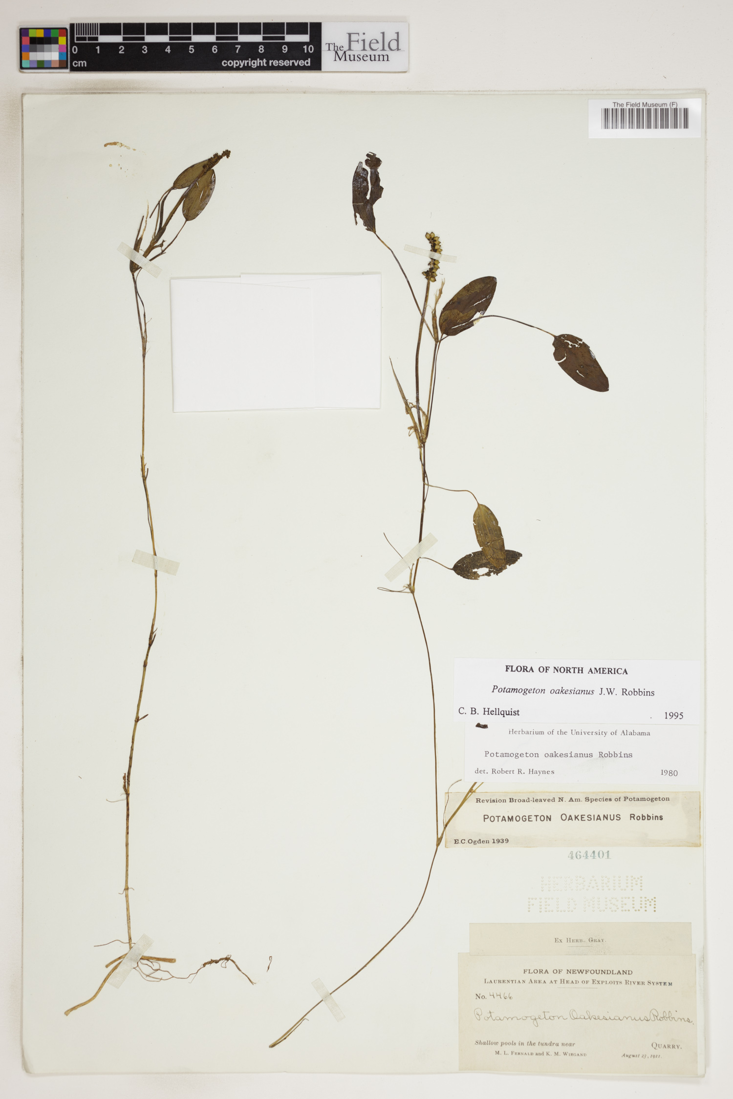 SEINet Portal Network - Potamogeton oakesianus