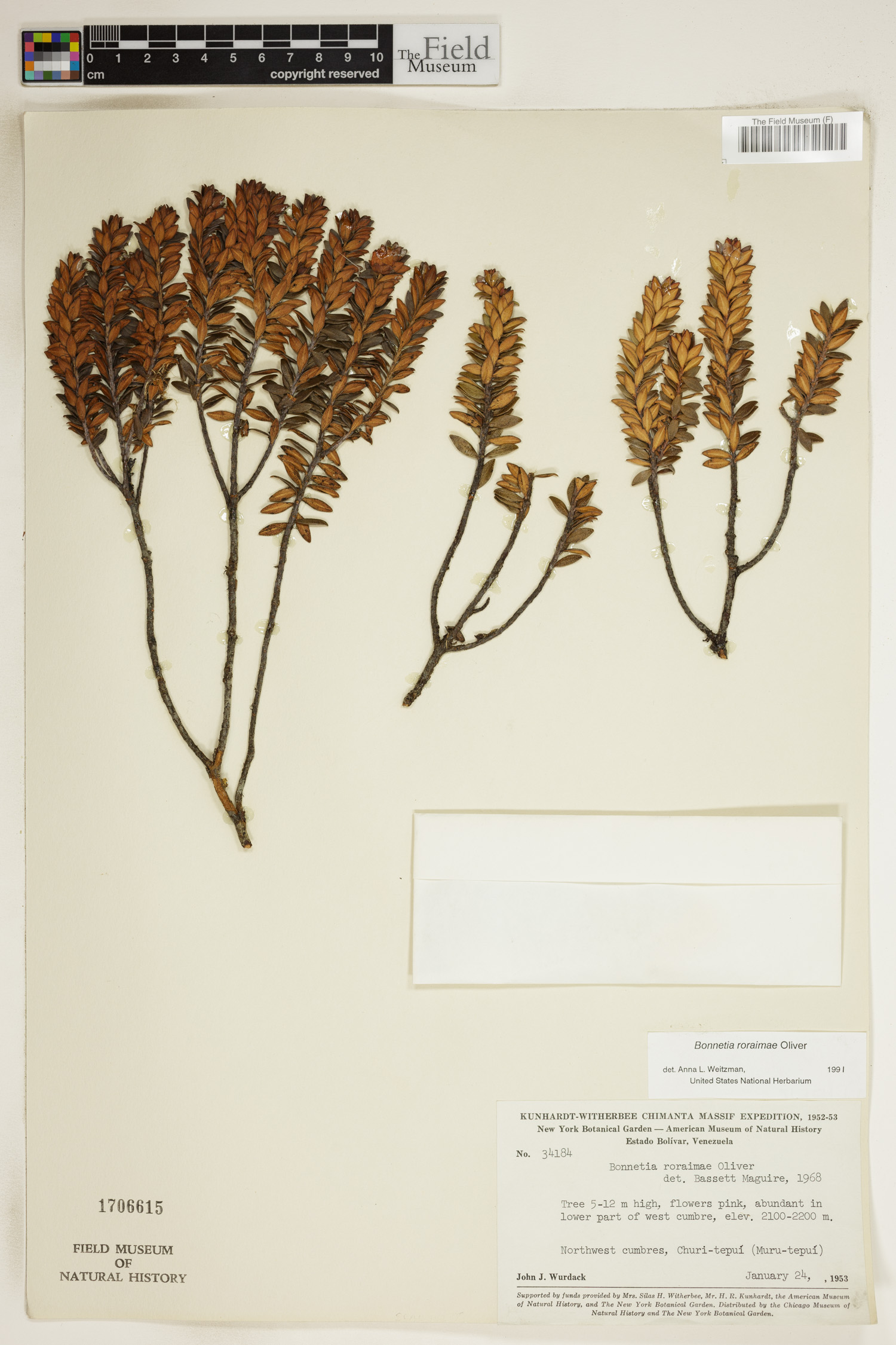 Bonnetia roraimae Oliv.