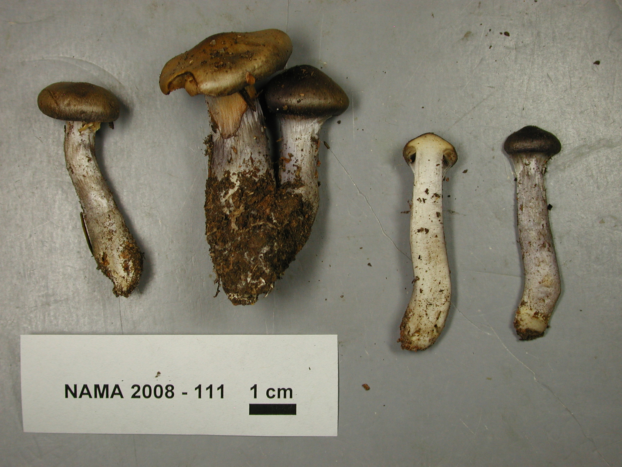 MyCoPortal Detailed Collection Record Information