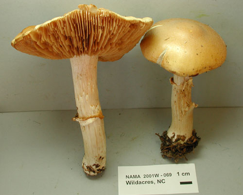 Rozites caperatus (Pers.) P.Karst.