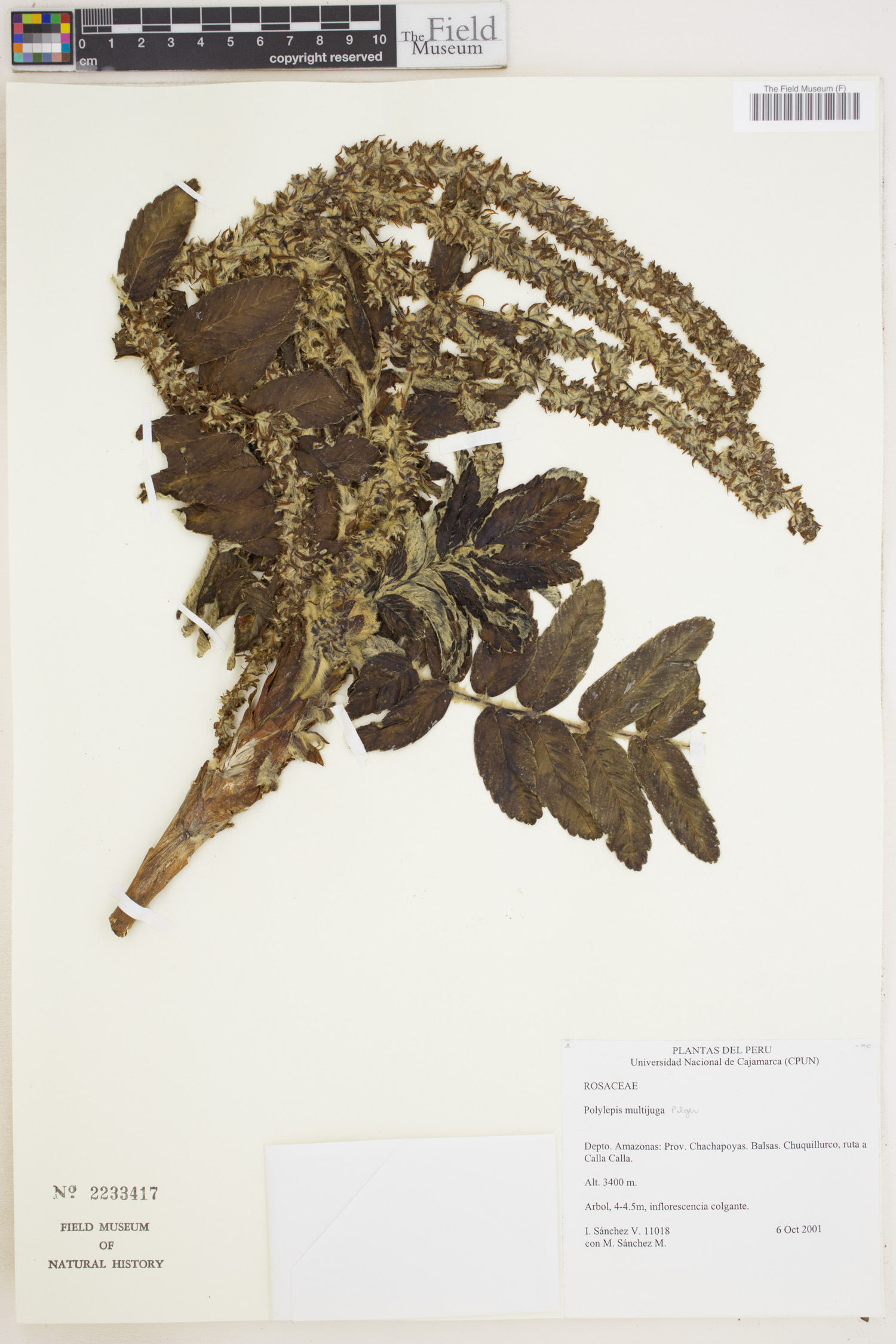 Polylepis multijuga Pilg.