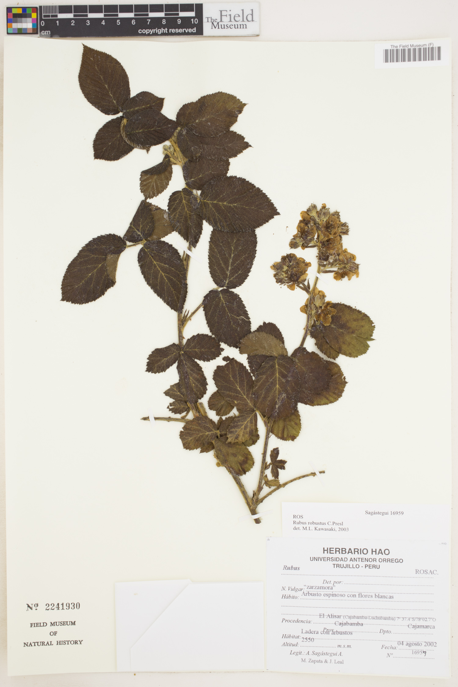 Rubus floribundus Kunth