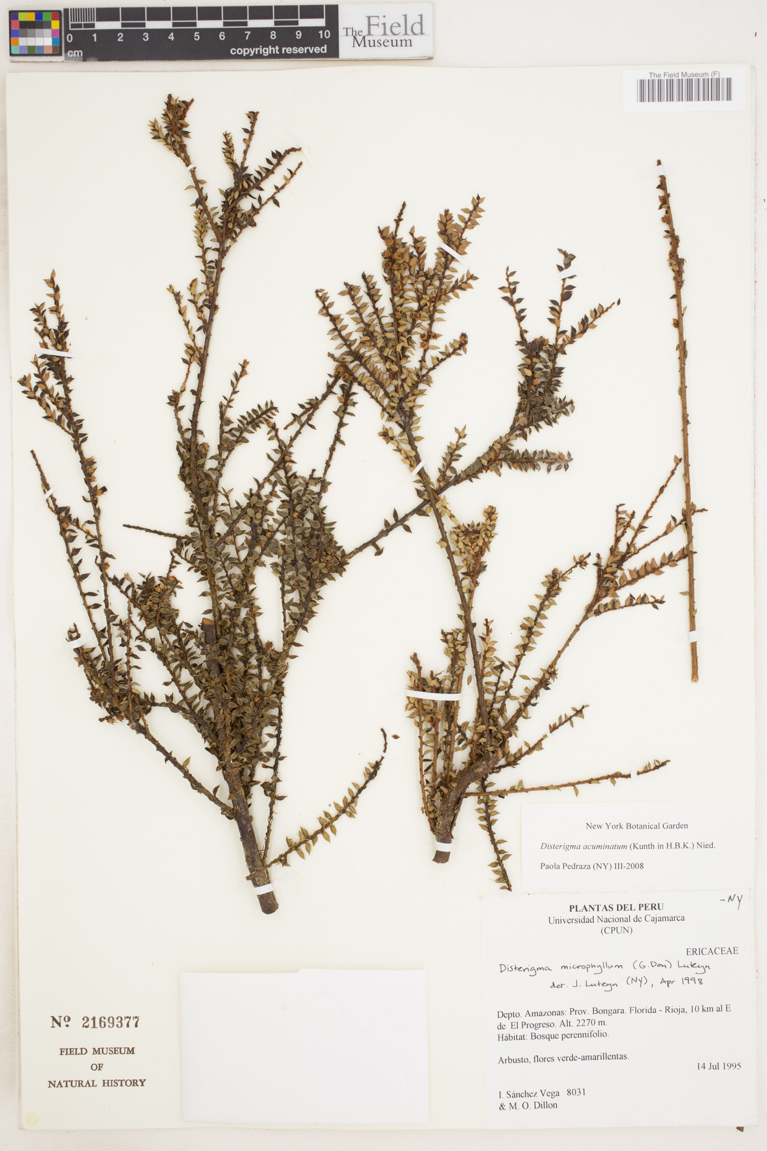 Disterigma acuminatum (Kunth) Nied.