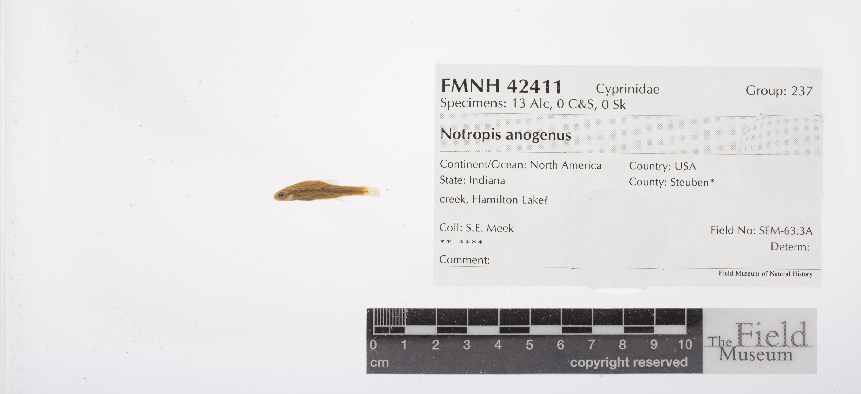 Notropis anogenus Forbes, 1885