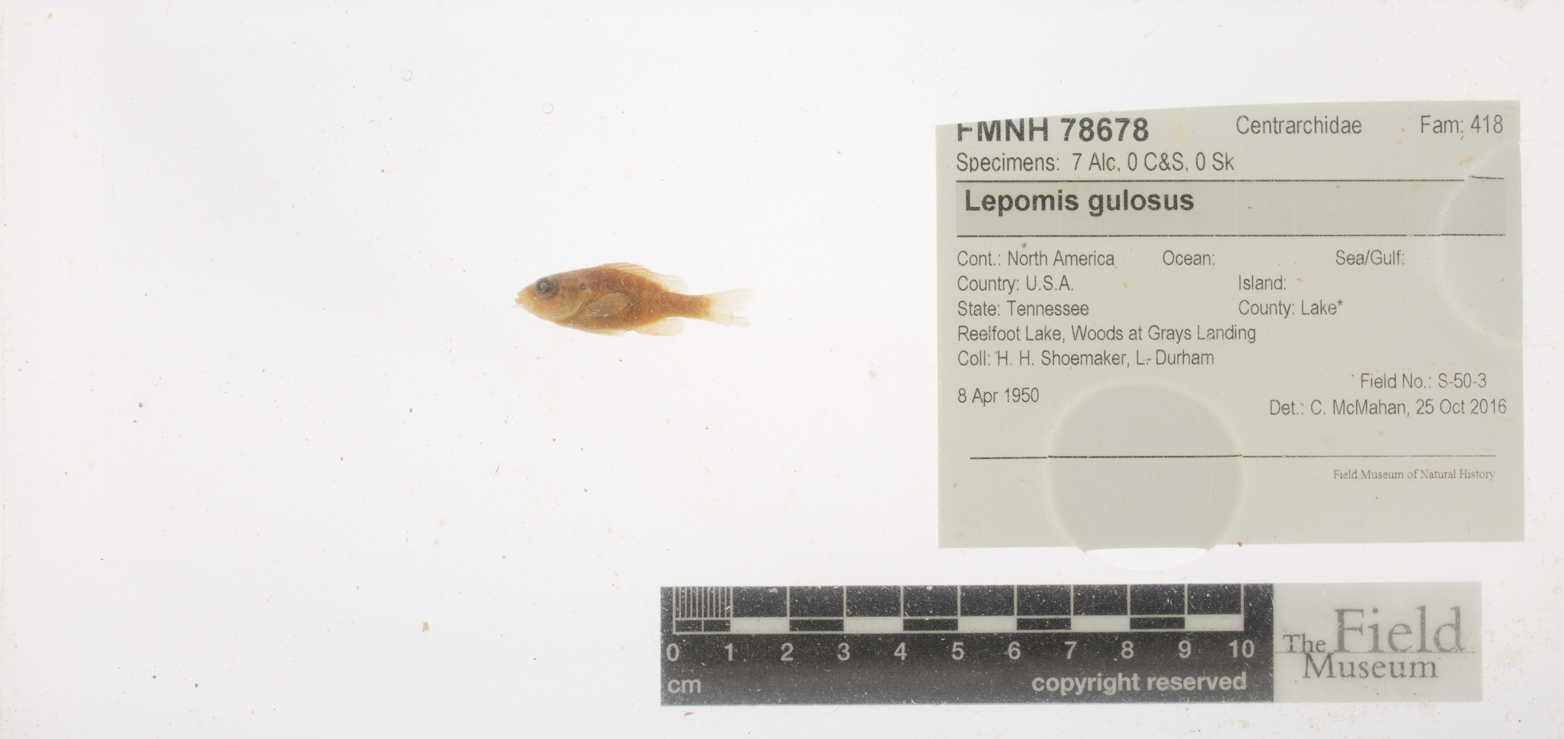 FMNH 78678 | Zoological Collections