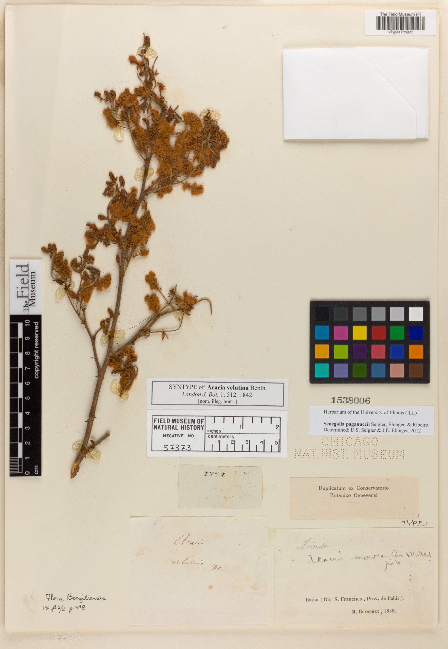 HVAA - Occurrence Profile