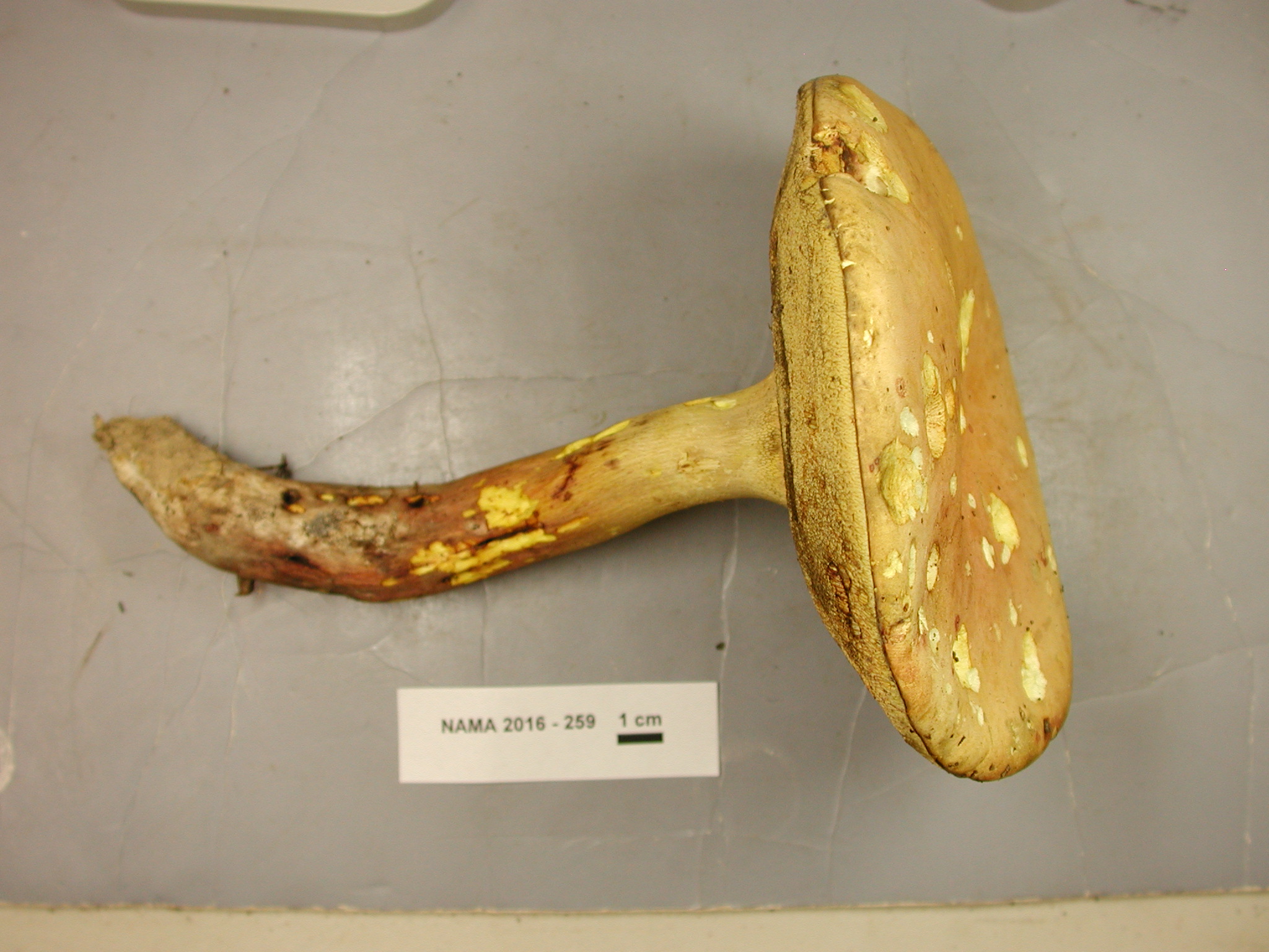 Boletus pallidoroseus Both