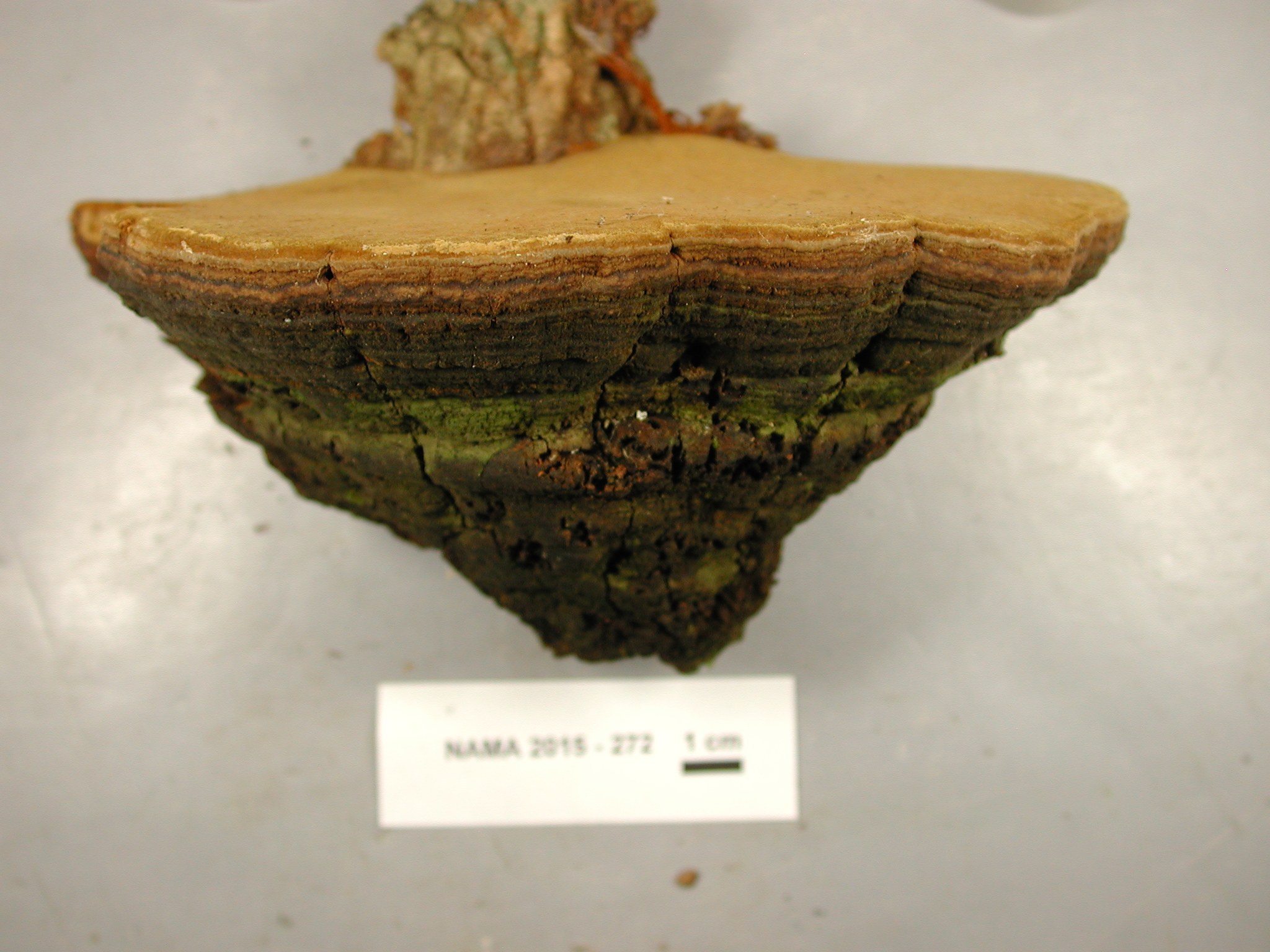 Phellinus rimosus (Berk.) Pilát