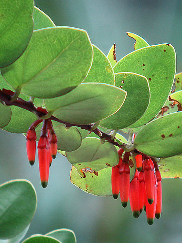 Macleania epiphytica | Fotos de Campo | The Field Museum
