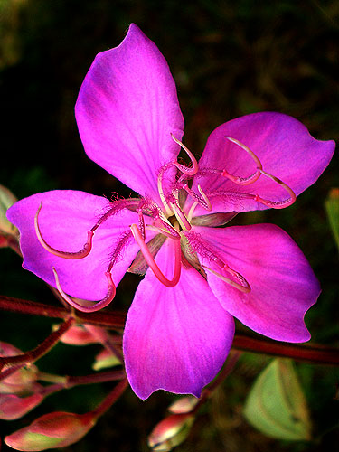 Tibouchina stenocarpa | Fotos de Campo | The Field Museum