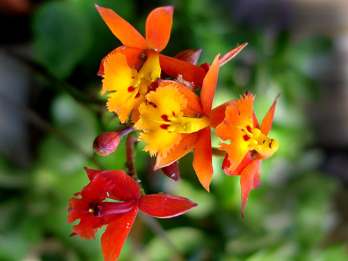 Epidendrum radicans | Live Plant Photos | The Field Museum