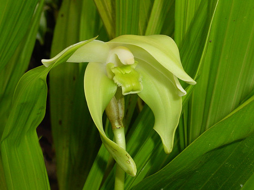 Lycaste ciliata | Fotos de Campo | The Field Museum