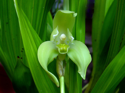 Lycaste ciliata | Live Plant Photos | The Field Museum