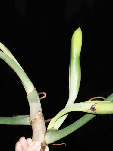 Philodendron pedatum | Live Plant Photos | The Field Museum