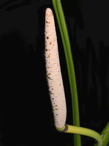 Rhodospatha latifolia | Live Plant Photos | The Field Museum