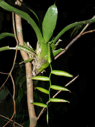 Vriesea simplex | Fotos de Campo | The Field Museum