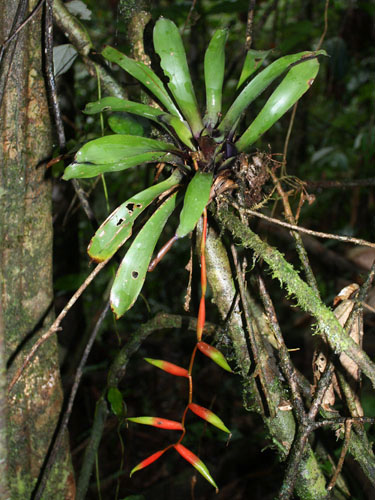 Vriesea simplex | Fotos de Campo | The Field Museum