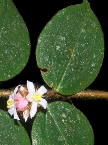 Pleiochiton blepharodes | Live Plant Photos | The Field Museum