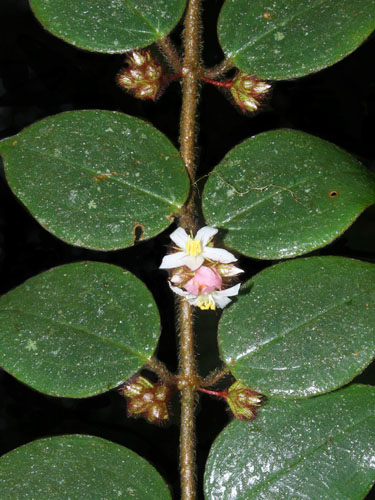 Pleiochiton blepharodes | Fotos de Campo | The Field Museum