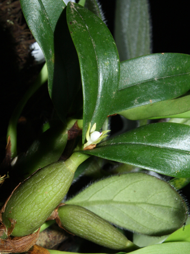 Prosthechea pygmaea | Live Plant Photos | The Field Museum