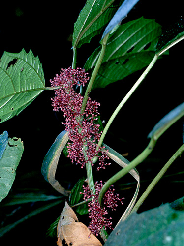 Urera baccifera | Fotos de Campo | The Field Museum