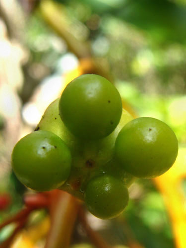 Ouratea castaneifolia | Live Plant Photos | The Field Museum