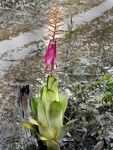 Aechmea nivea | Live Plant Photos | The Field Museum