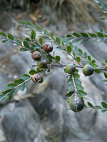 Callisthene microphylla | Live Plant Photos | The Field Museum