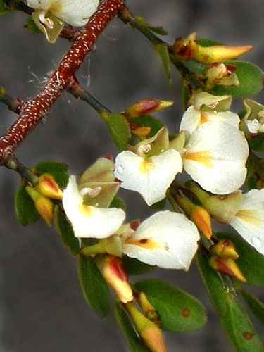 Callisthene microphylla | Fotos de Campo | The Field Museum