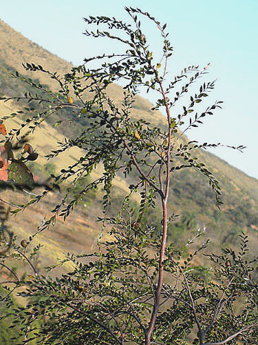 Callisthene microphylla | Live Plant Photos | The Field Museum