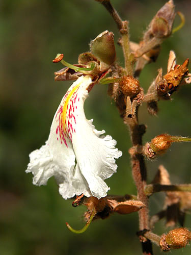 Qualea multiflora | Fotos de Campo | The Field Museum
