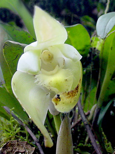 Lycaste ciliata | Live Plant Photos | The Field Museum