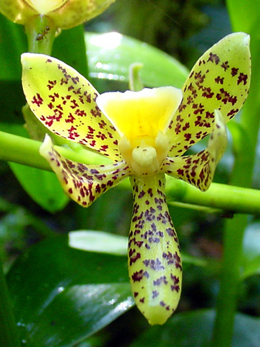 Prosthechea pamplonensis | Live Plant Photos | The Field Museum