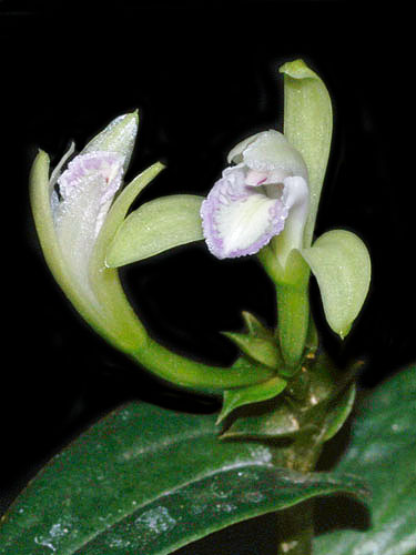 Psilochilus modestus | Live Plant Photos | The Field Museum