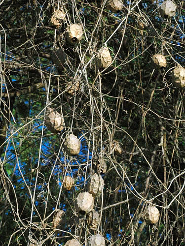 Luffa operculata | Fotos de Campo | The Field Museum