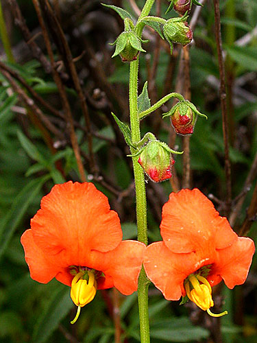 Alonsoa | Fotos de Campo | The Field Museum