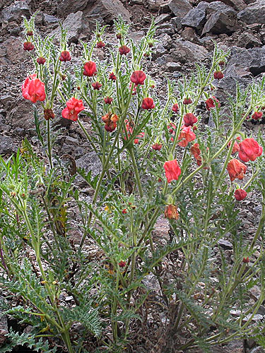 Caiophora | Fotos de Campo | The Field Museum