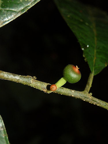 Sorocea | Fotos de Campo | The Field Museum